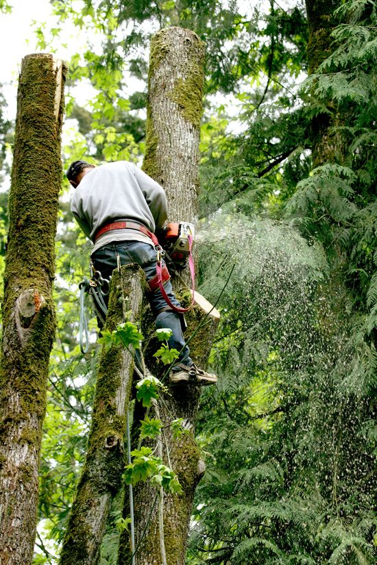 Tree Lopping Services Darwin, NT Australia