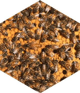 Wasp Removal, Bee Removal and Yellow Jacket Removal in Seattle Area