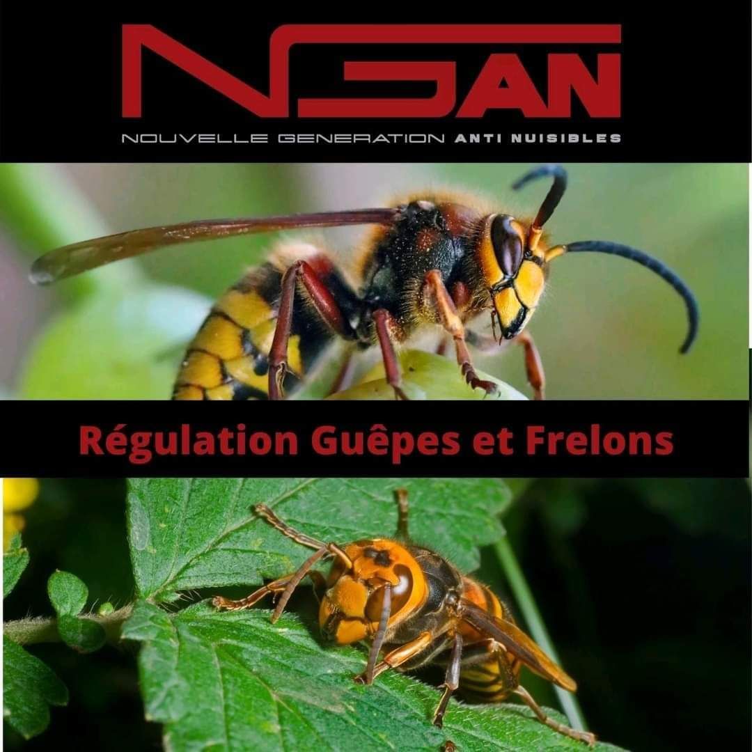 COMMENT LUTTER CONTRE LES FRELONS ASIATIQUES