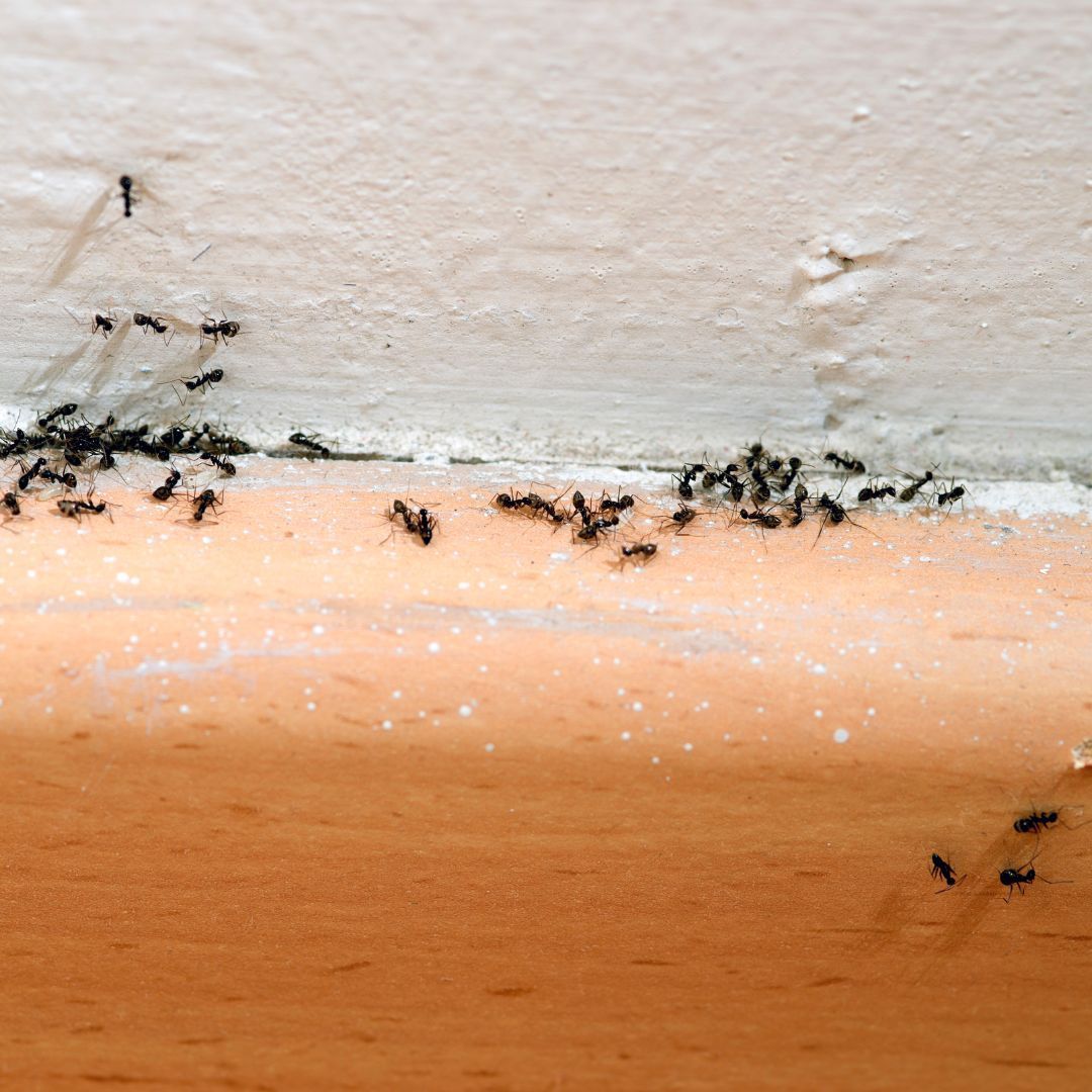 4 Common Bug Infestations