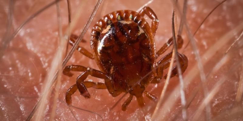 Can Ticks Survive Cold Weather?