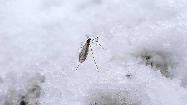 Can Winter Put an End to Mosquitoes?