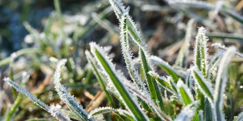 FROST IS COMING, PROTECT YOUR SHRUBS, TREES, AND LAWNS