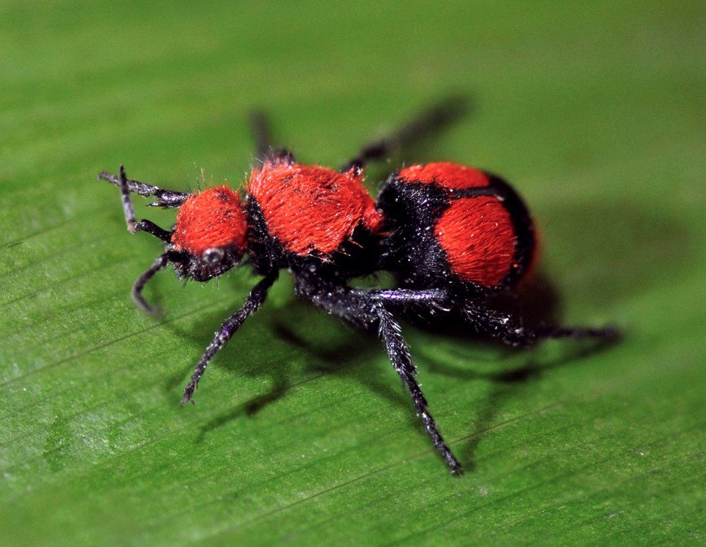 How Bad is the Velvet Ant Sting?