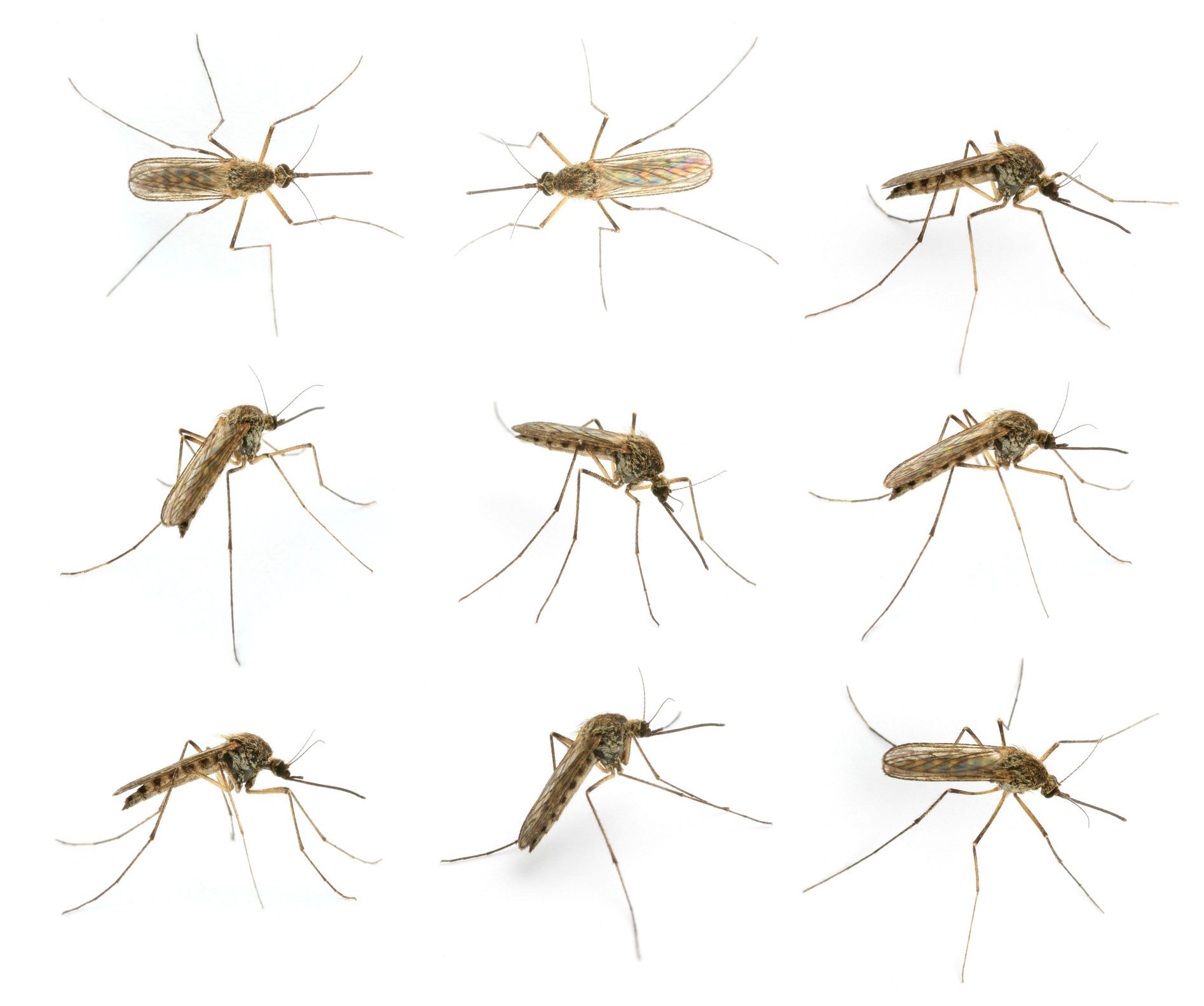 How Many Mosquitoes Are There in the World?