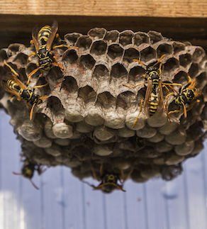 How to Avoid Wasps this Summer