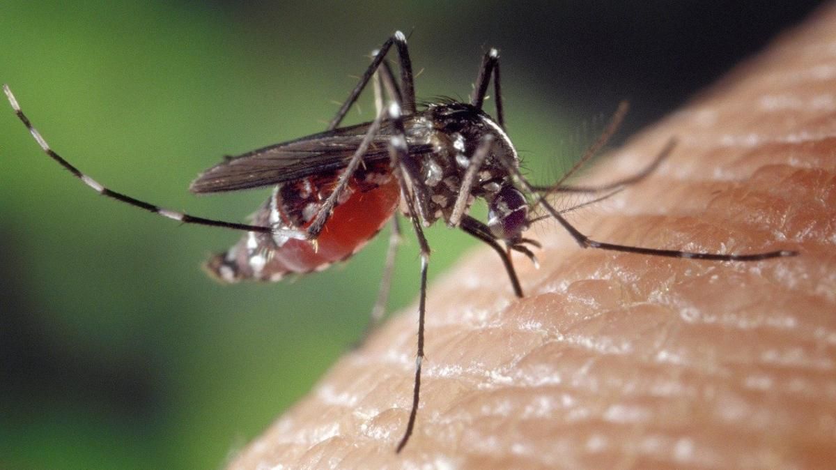 How to Get Rid of Mosquitoes Inside