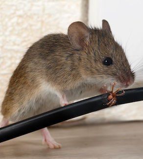 How to Protect Your Electrical Wiring from Mice and Rats