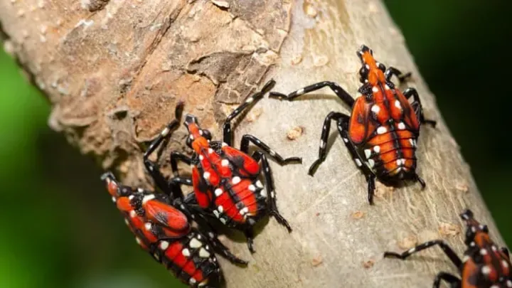 Invasive Insects in the US