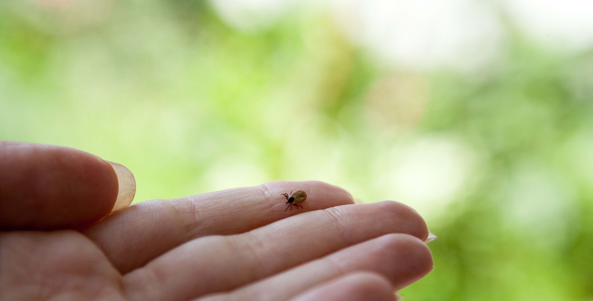 Tick Prevention Tips to Keep Your Family Safe