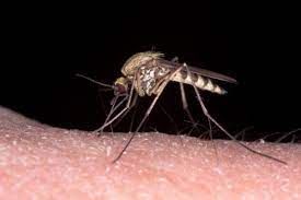 Get to Know the Female Mosquito: Facts and FAQs