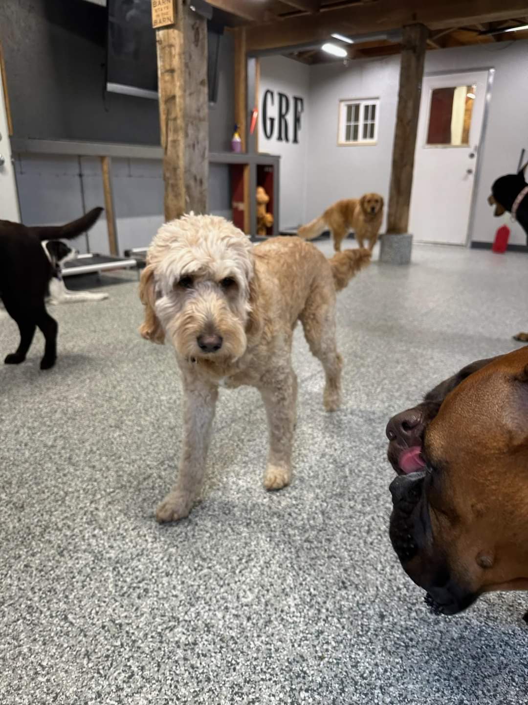 Dog Daycare- Carroll, OH – Golden Rust Farms Pet Resort