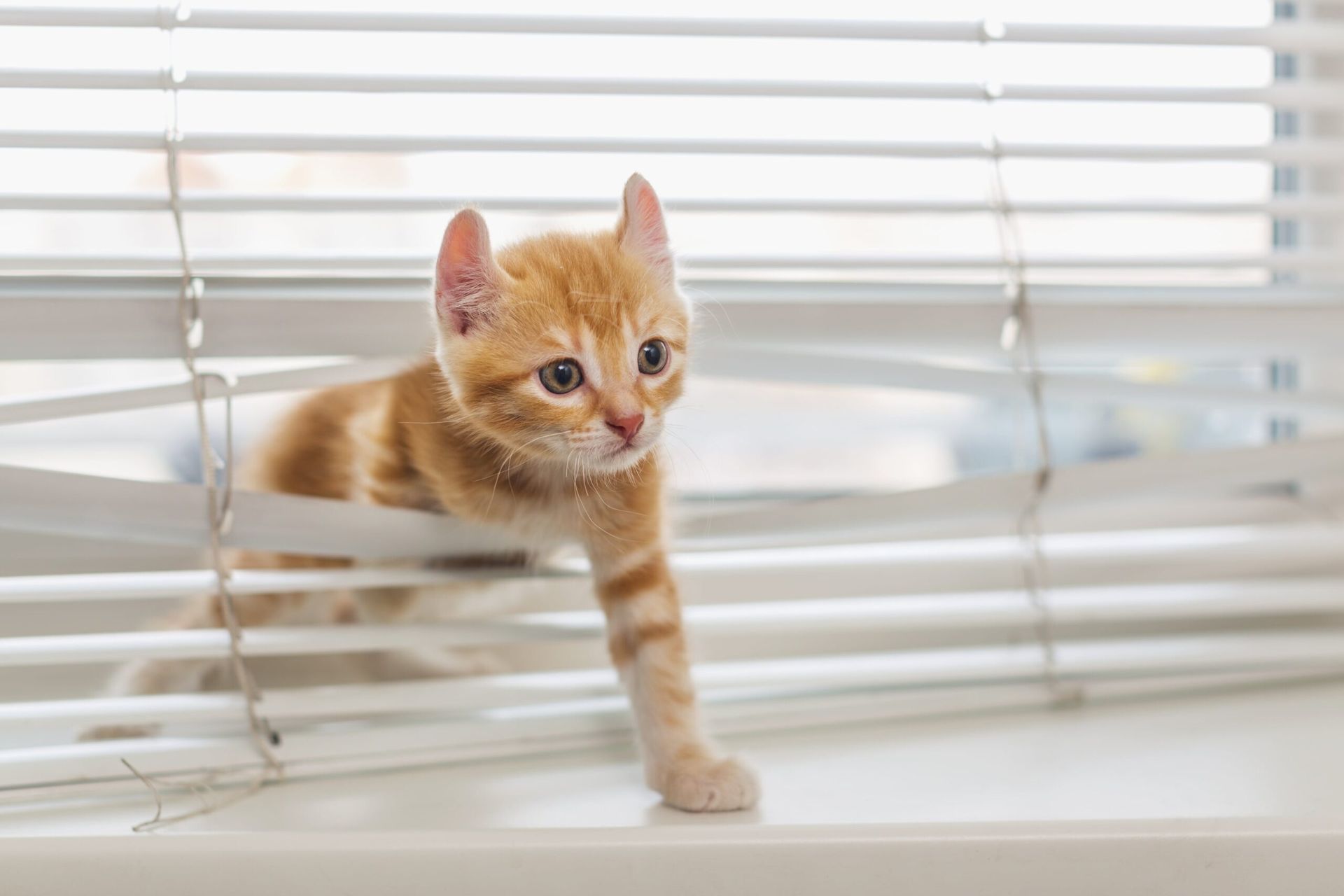 Best Blinds for Cat Owners: Safe & Stylish Picks