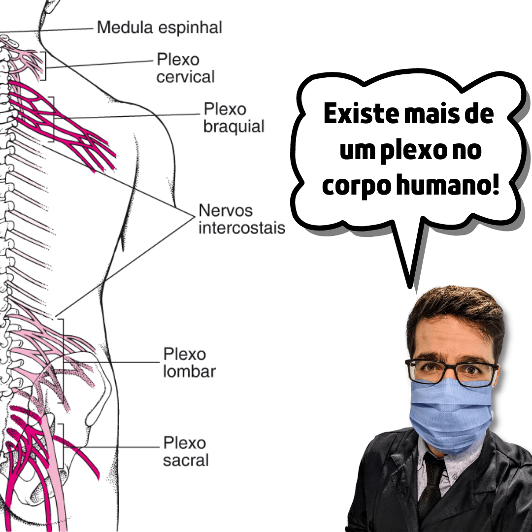 Anatomia Do Plexo Lombar