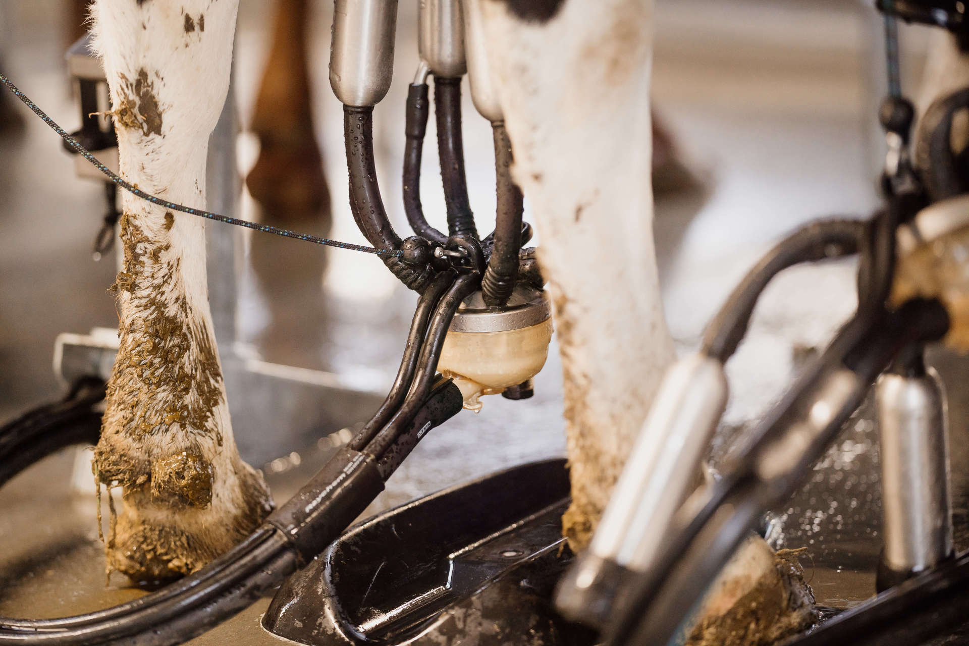 Upgrades, Services & Installation of New Zealand Made Milking Machines