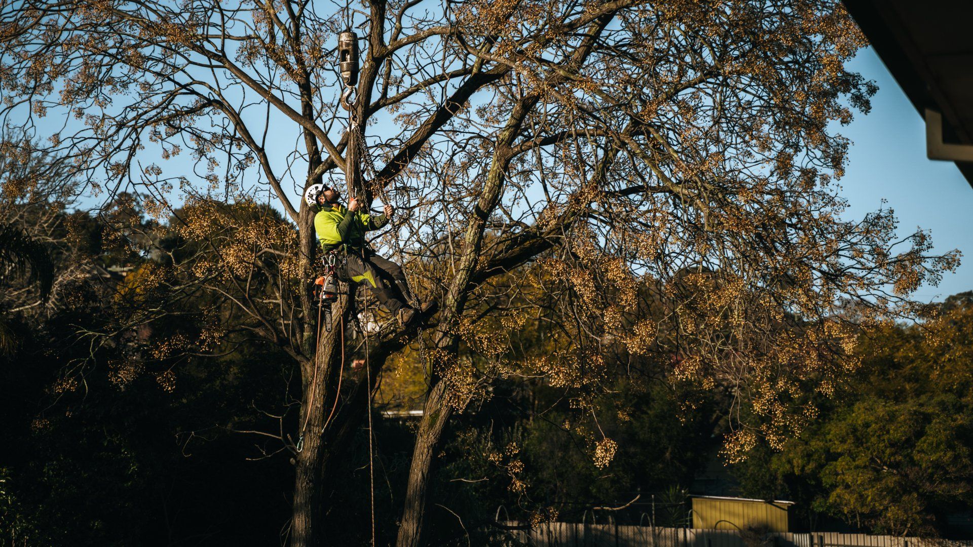 Environmental Statement | Wodonga, VIC | Curtis Tree Lopping