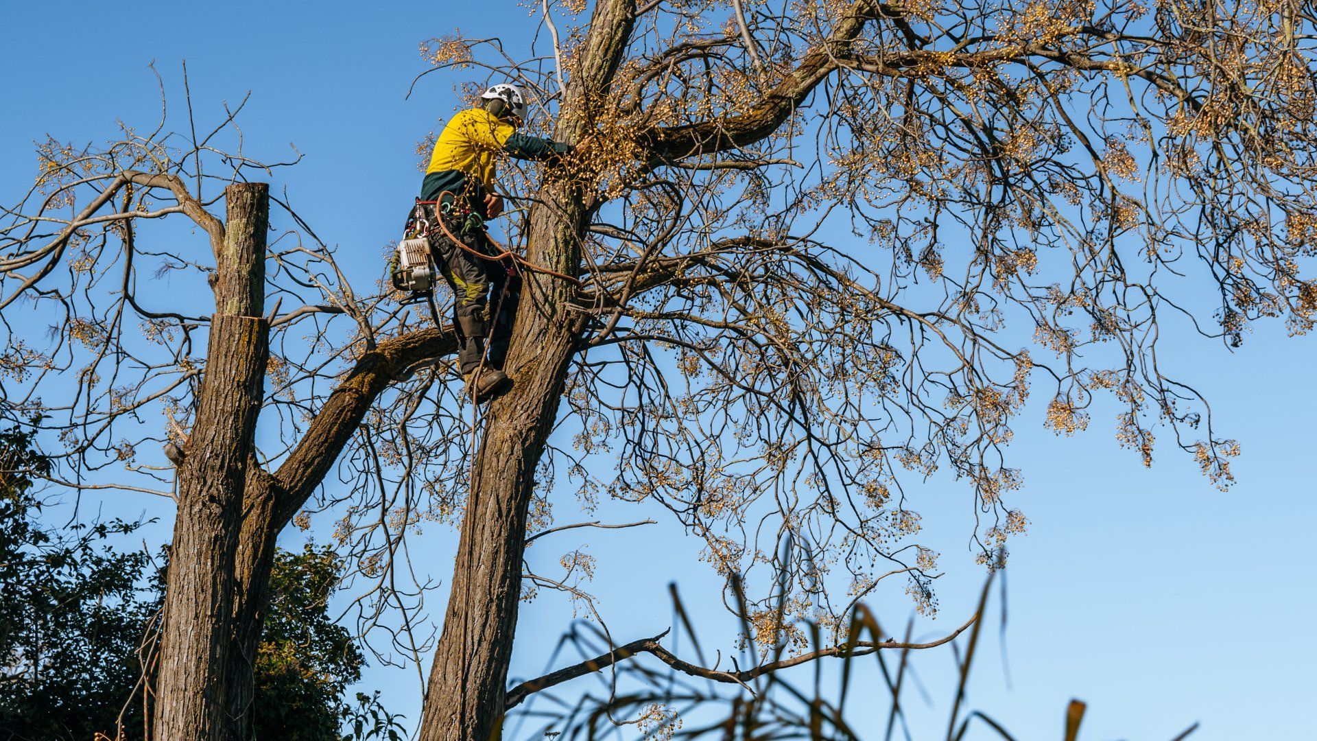 Gallery | Wodonga, VIC | Curtis Tree Lopping Specialists