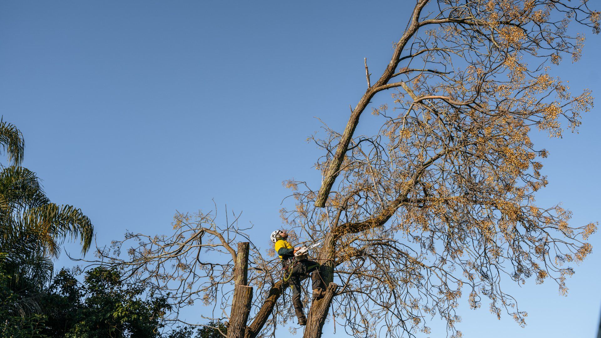 Gallery | Wodonga, VIC | Curtis Tree Lopping Specialists
