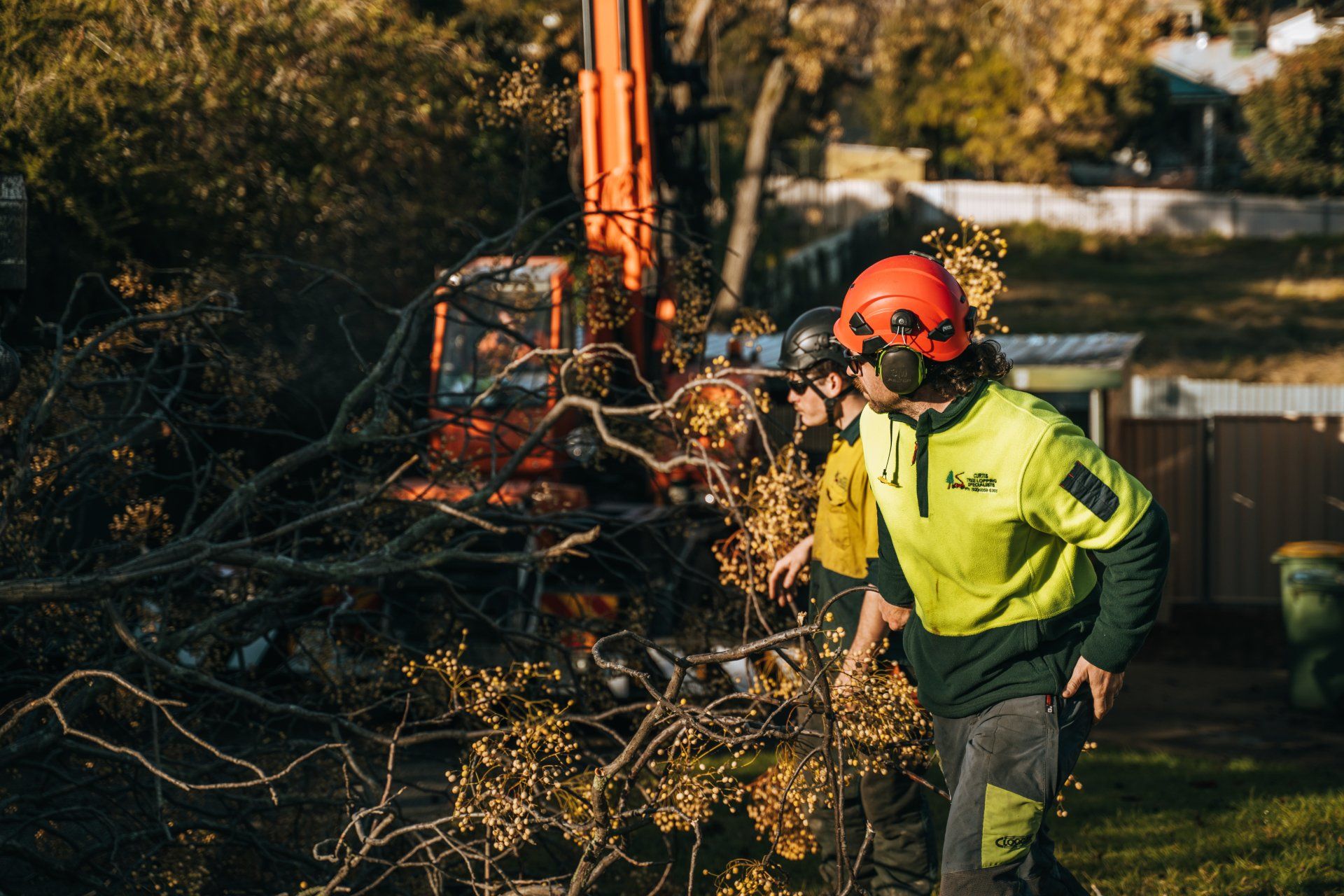 Gallery | Wodonga, VIC | Curtis Tree Lopping Specialists