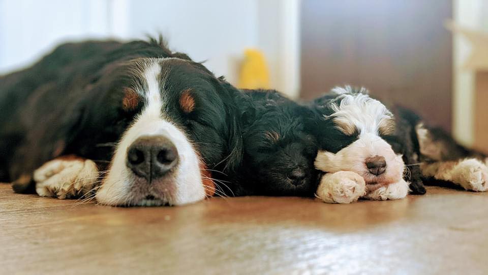 Bernedoodles