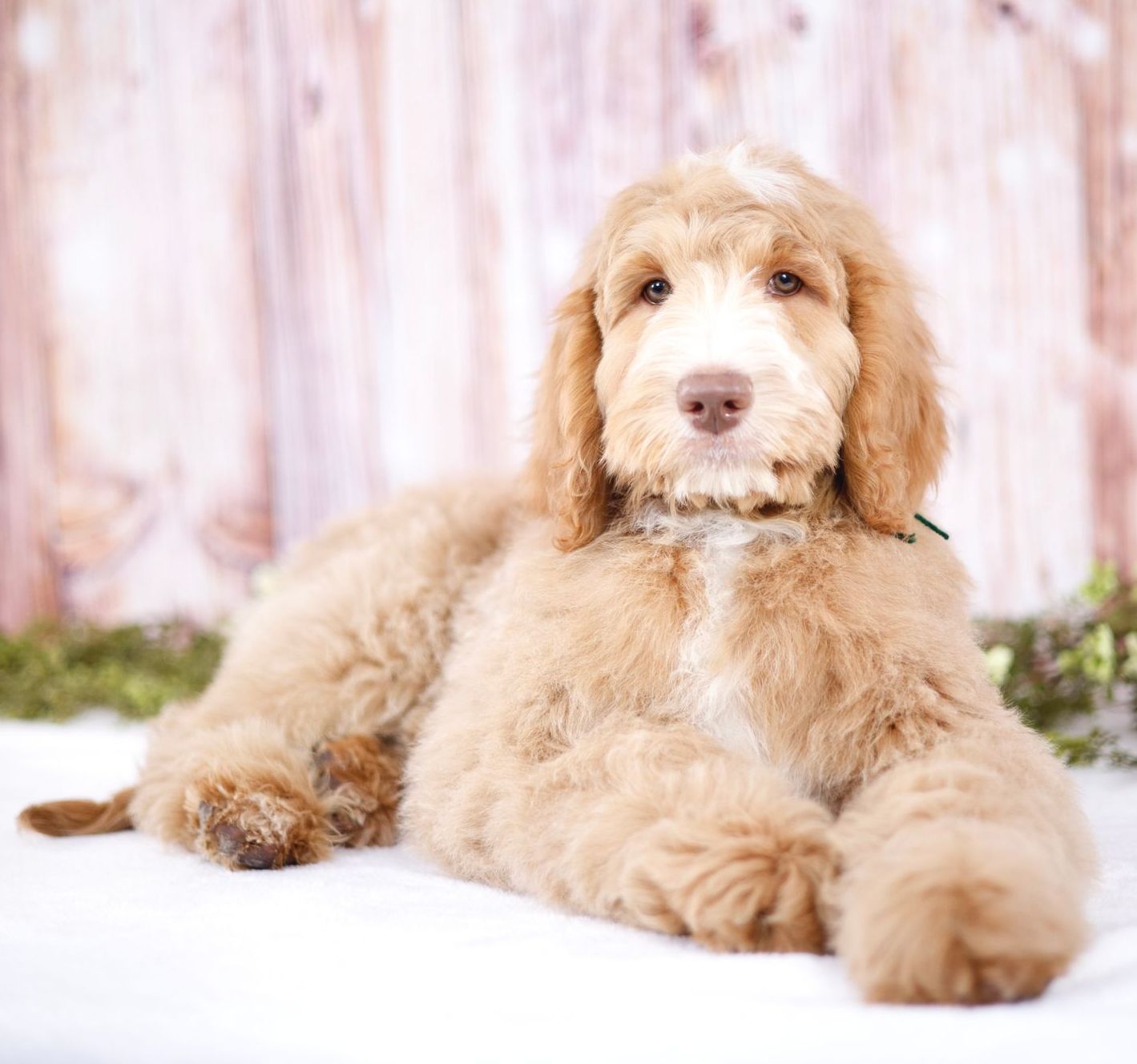 Standard Goldendoodles