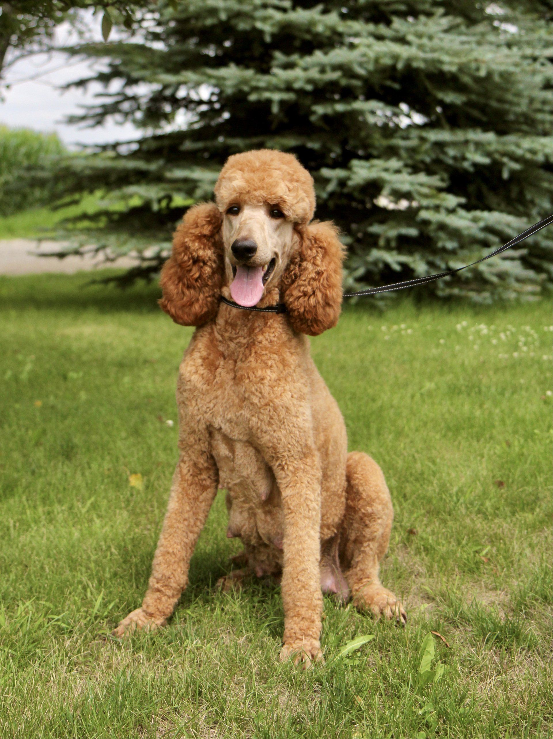 Standard Englishdoodles