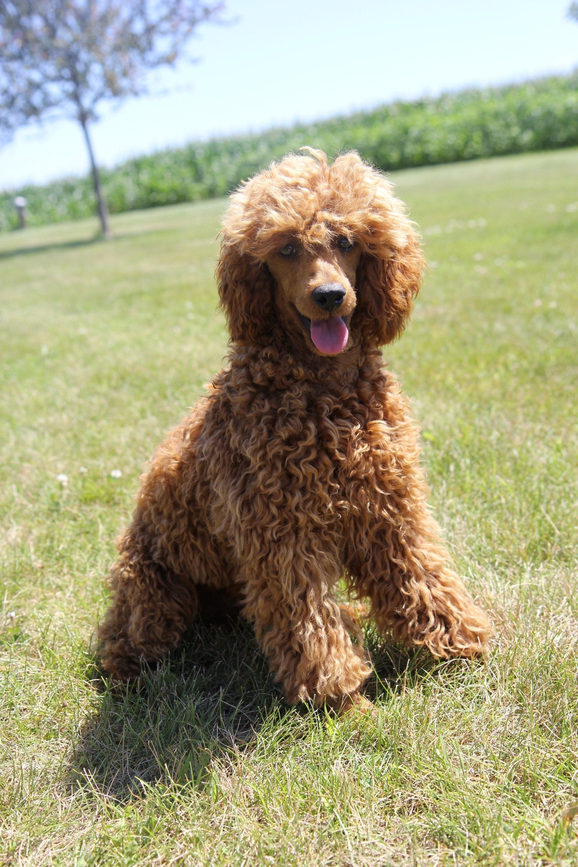 Miniature Englishdoodles