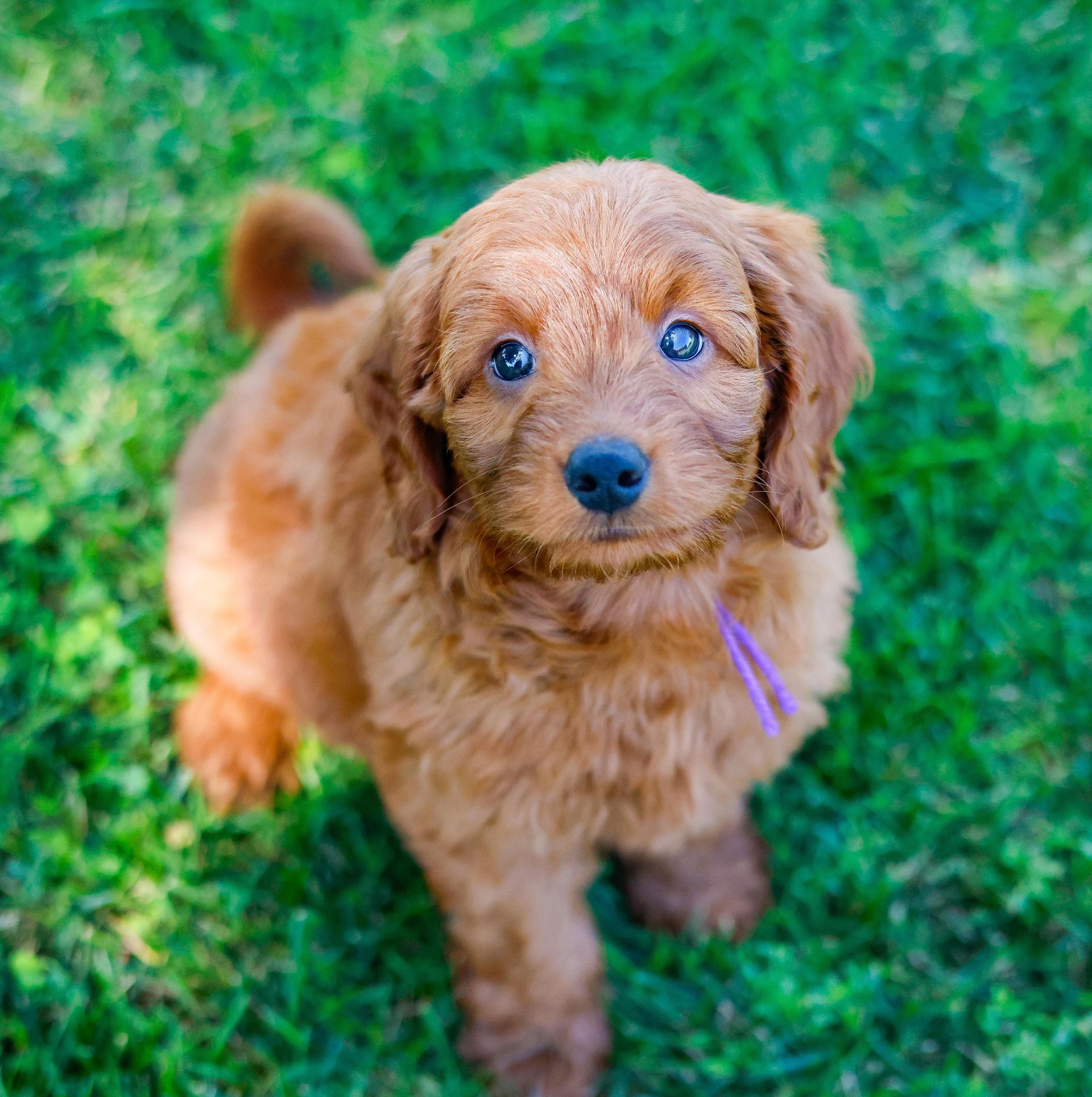 Miniature Goldendoodles