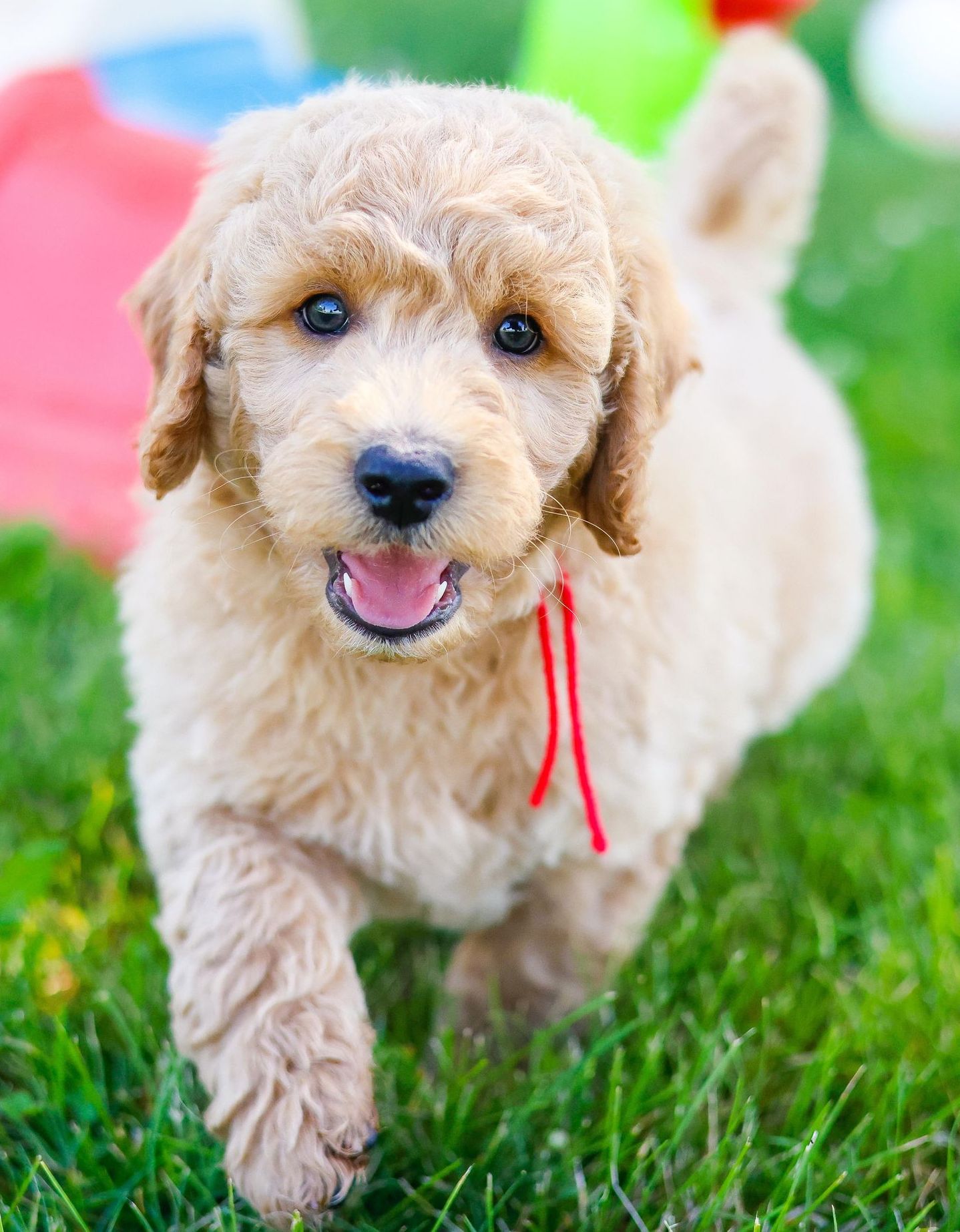 Miniature Englishdoodles