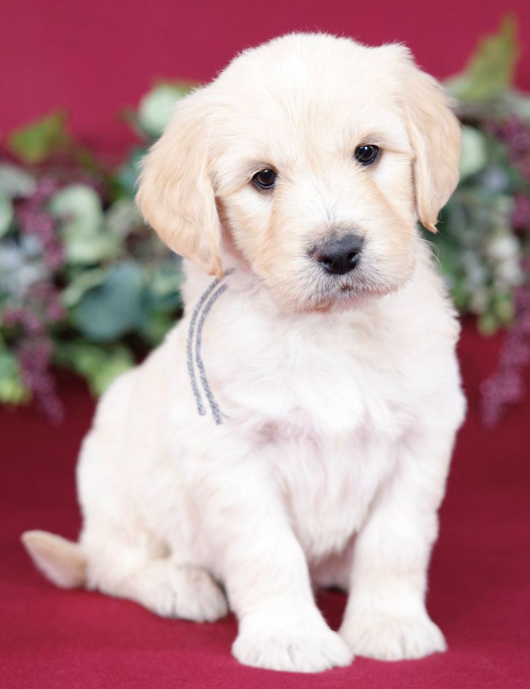 Standard Englishdoodles