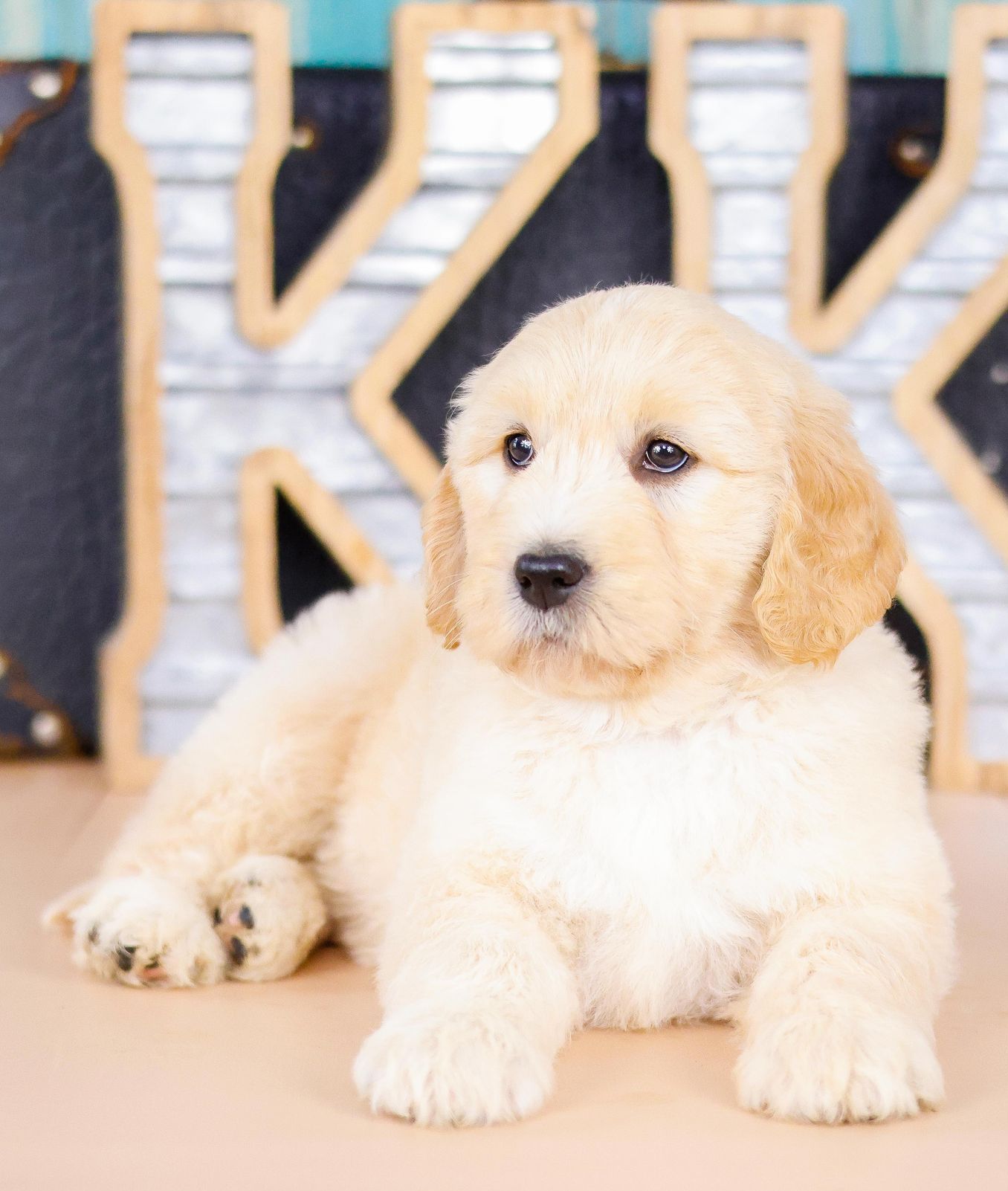 Standard Englishdoodles