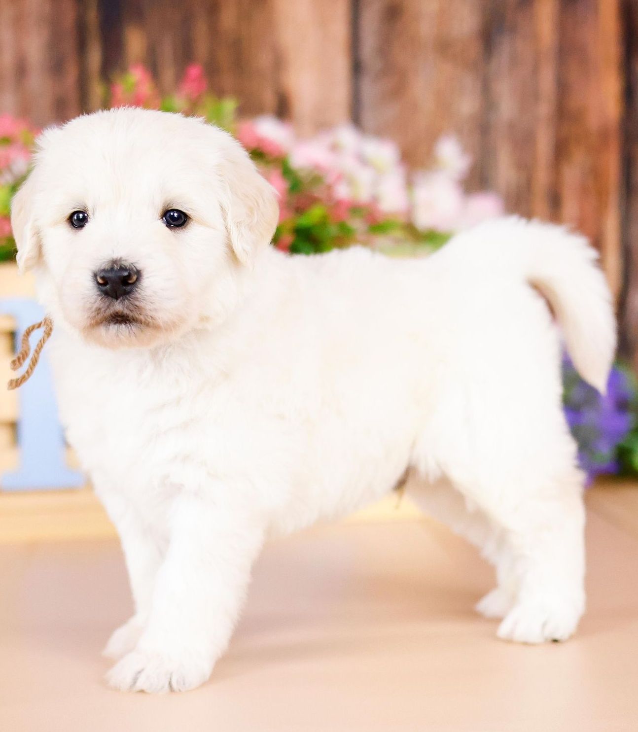 Standard Englishdoodles