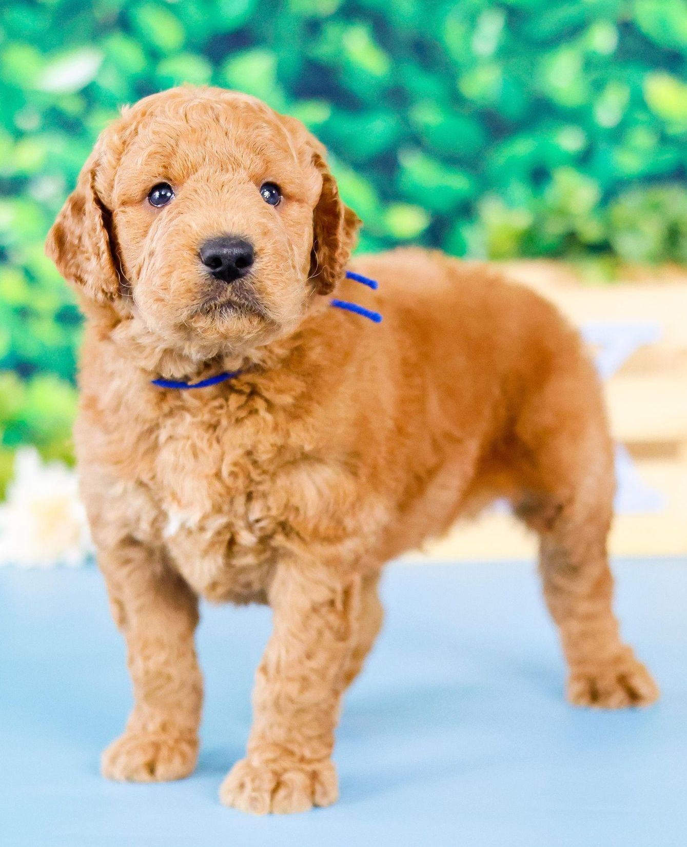 Standard Goldendoodles