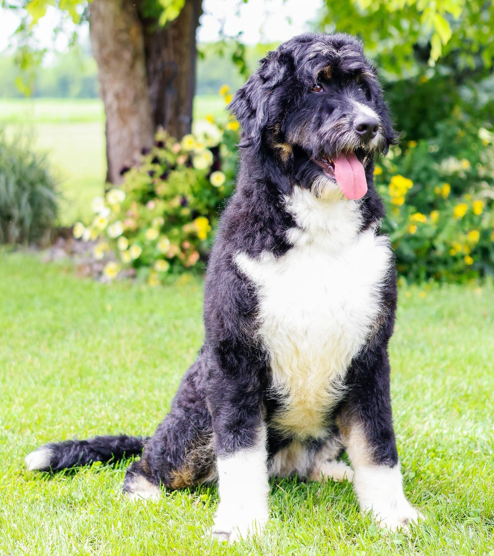 Miniature Bernedoodles