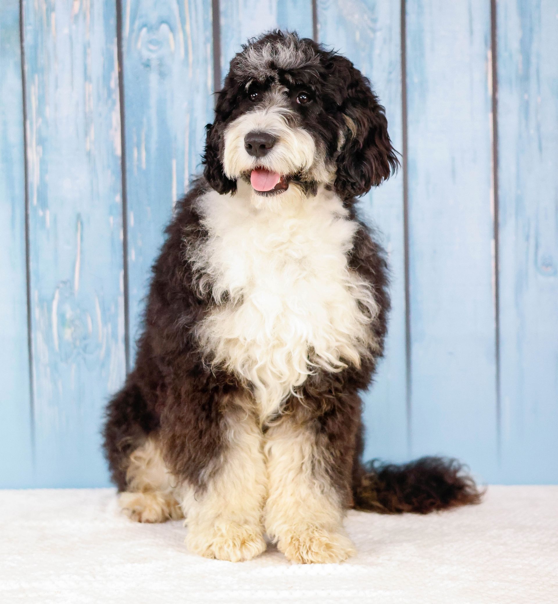 Miniature Bernedoodles