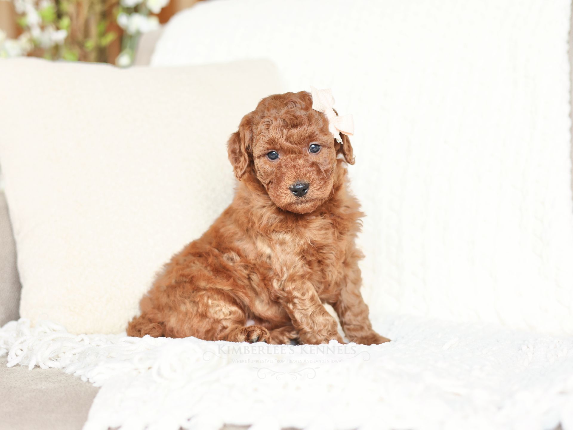 Goldendoodles Available Now