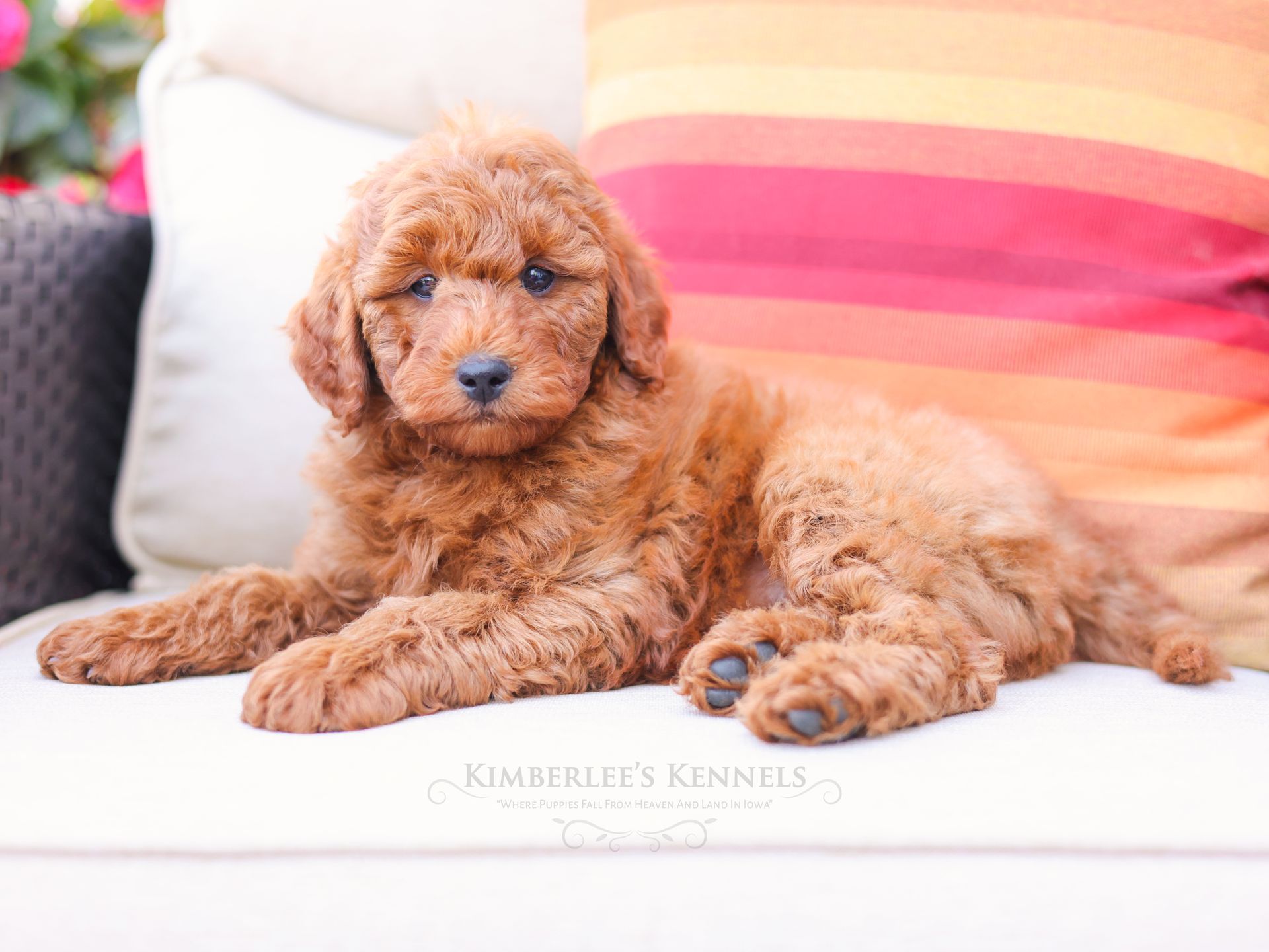 Goldendoodles Available Now