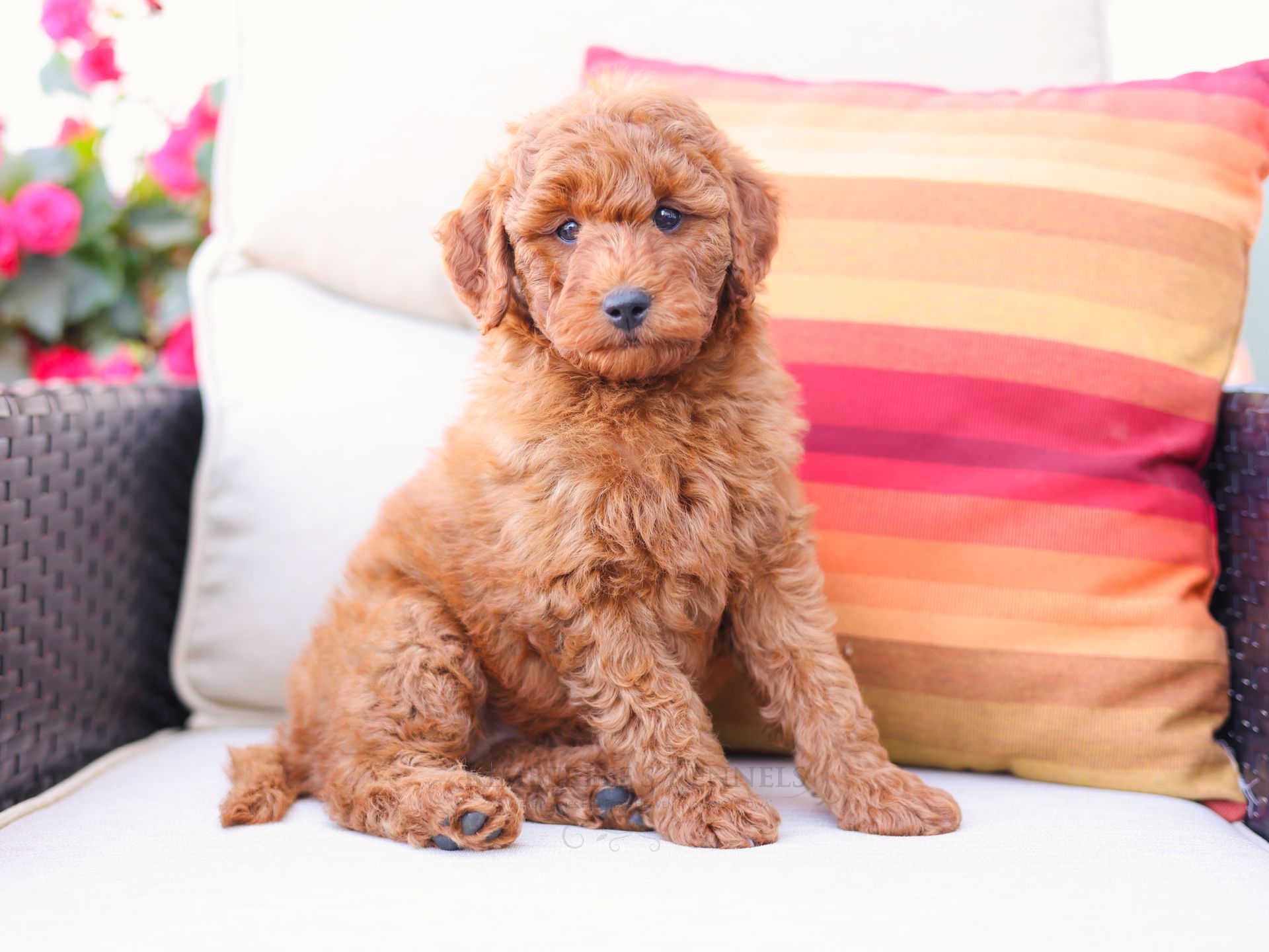 Goldendoodles Available Now