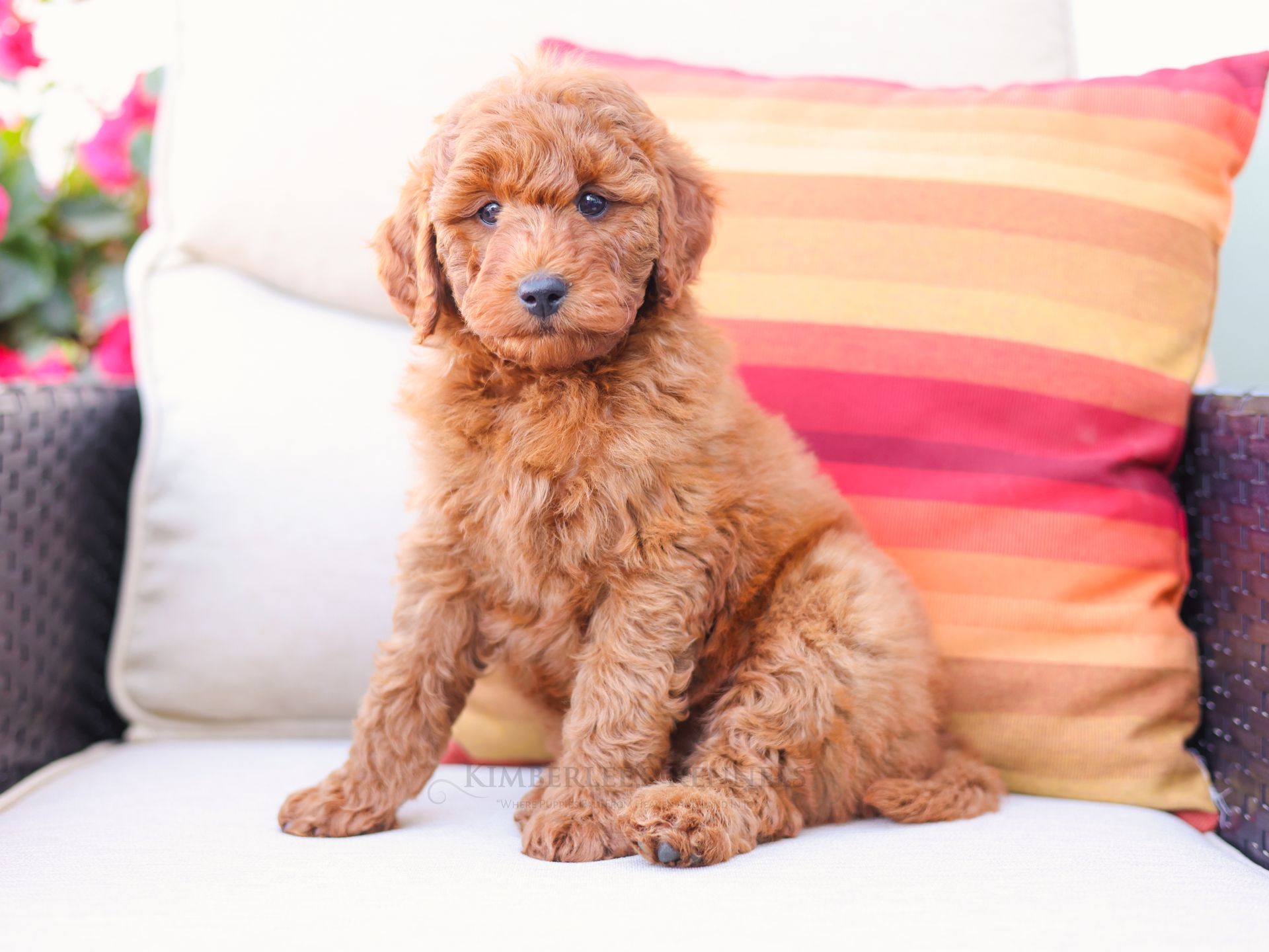 Goldendoodles Available Now