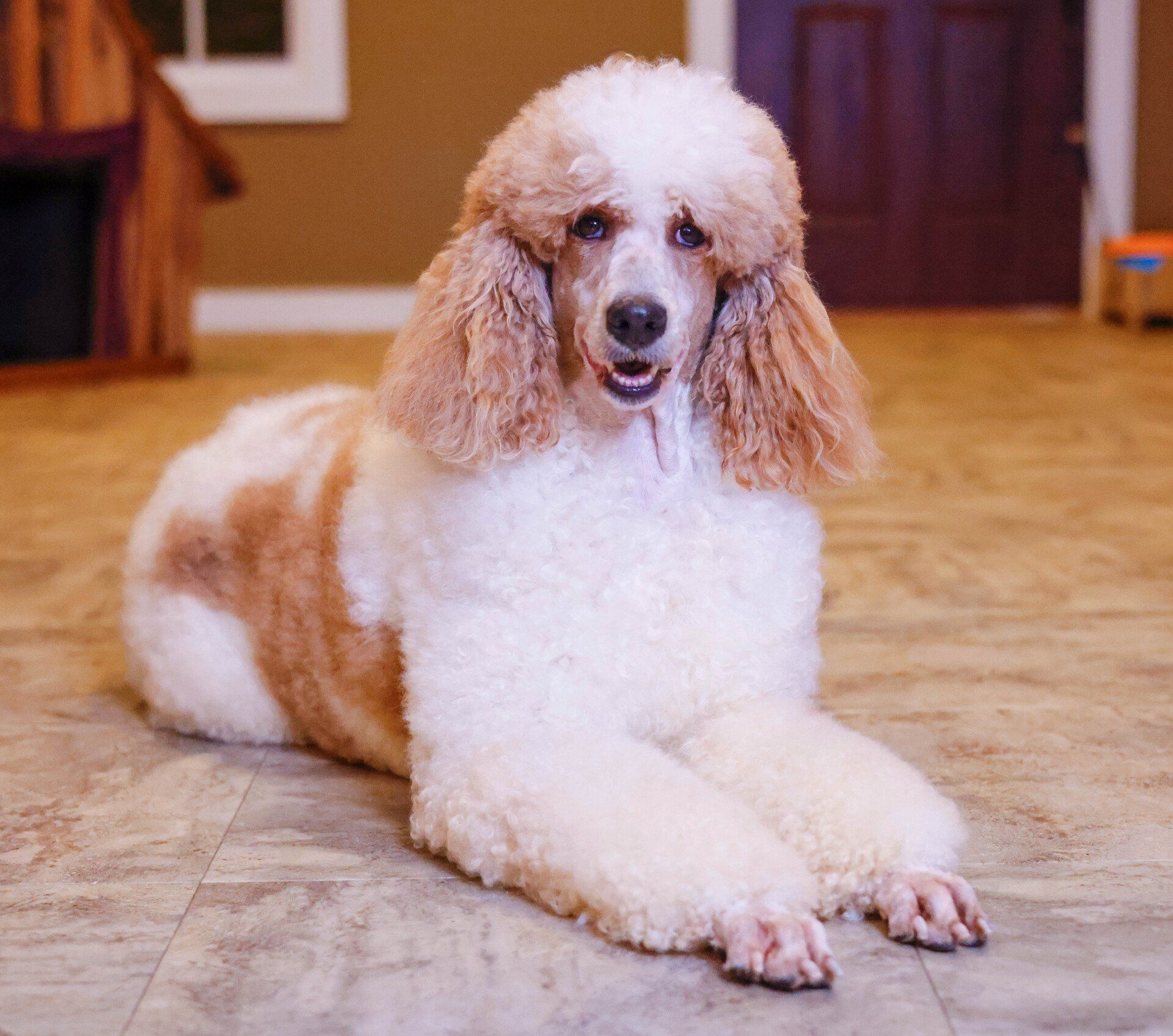 Standard Englishdoodles