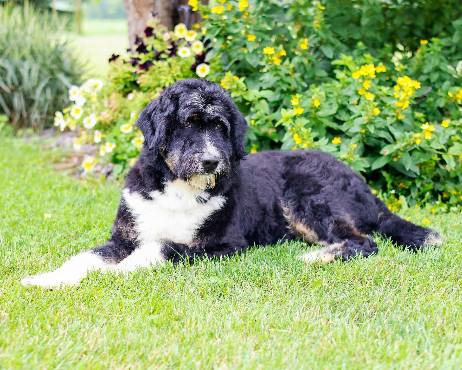 Miniature Bernedoodles