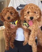 About Goldendoodles