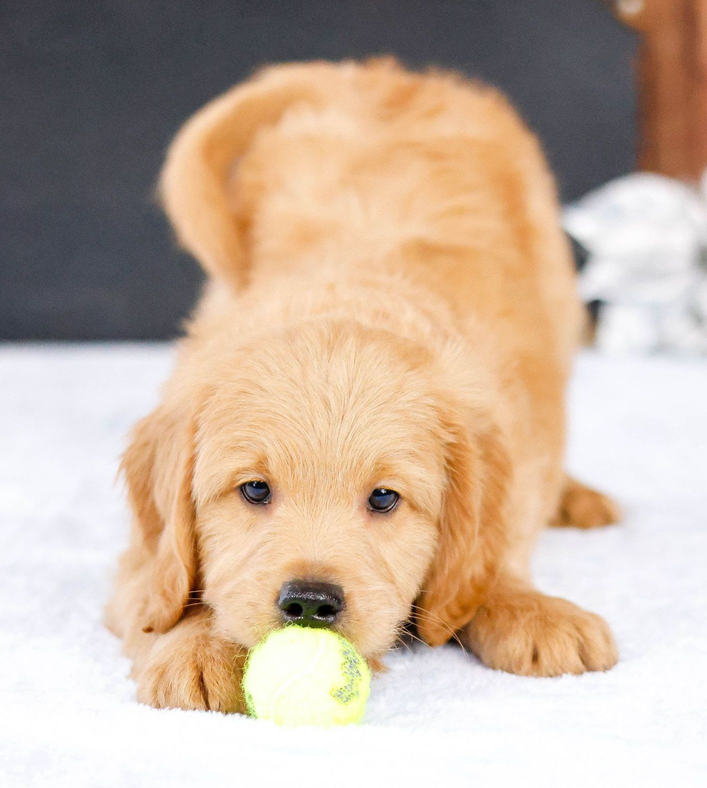 Miniature Englishdoodles