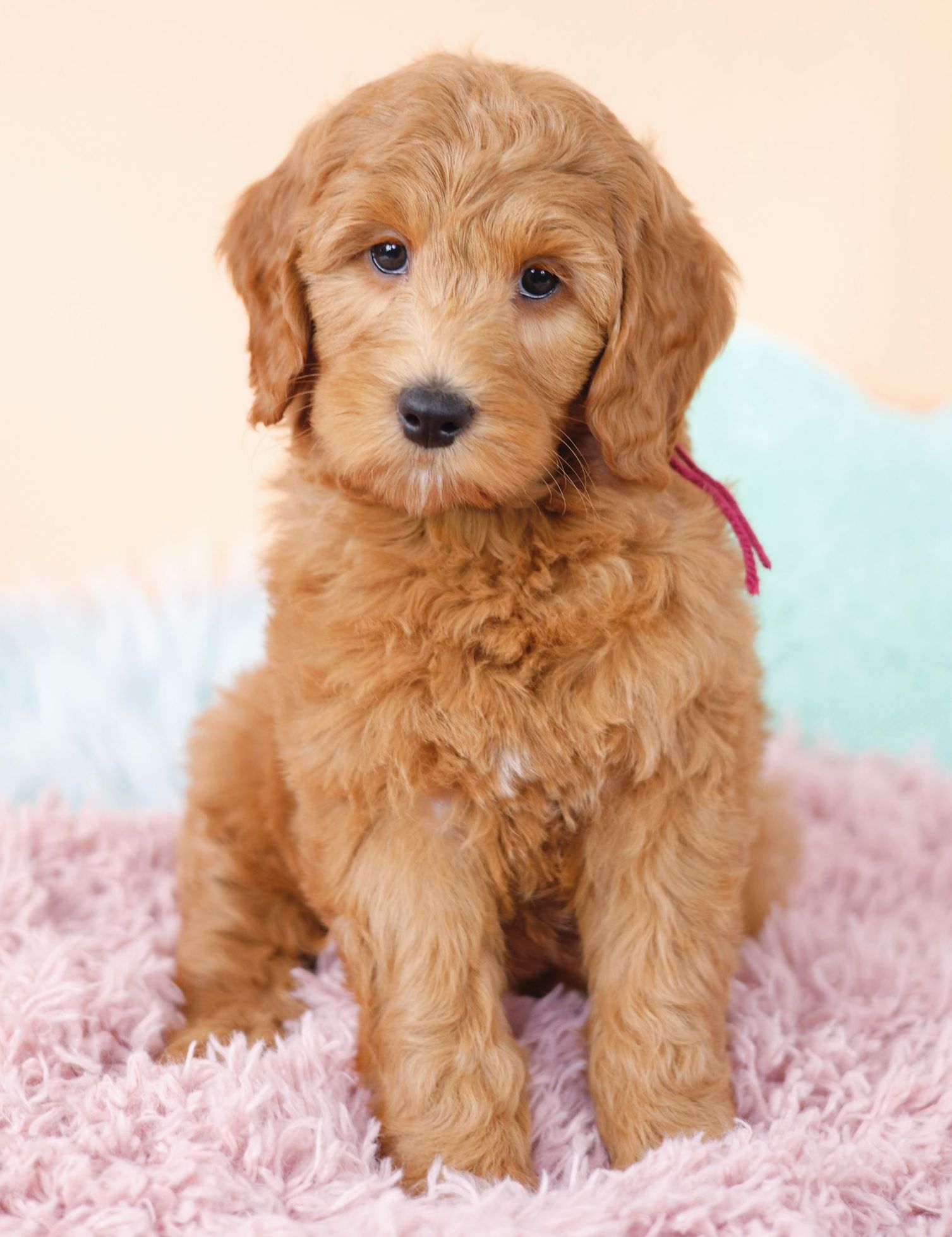 Miniature Englishdoodles