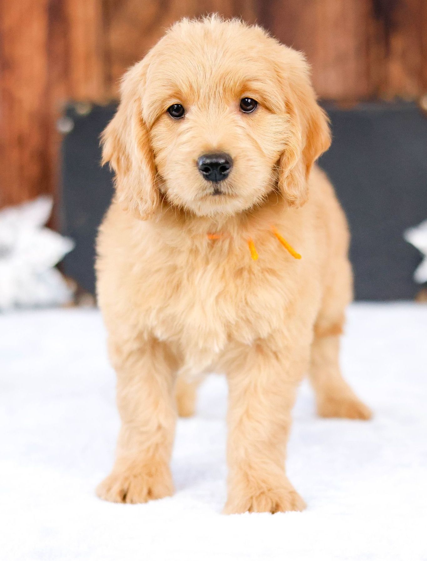 Miniature Englishdoodles