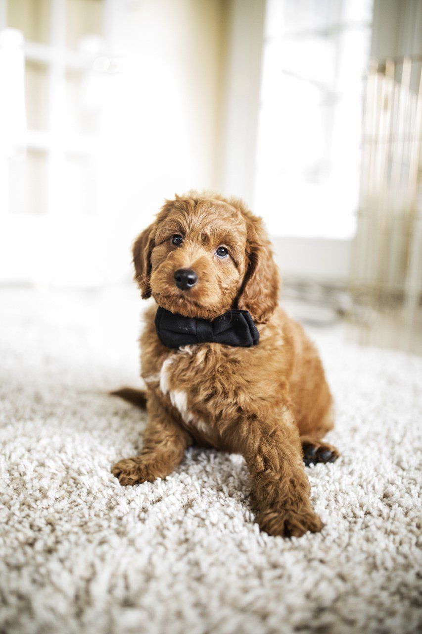 Petite Goldendoodles