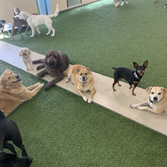 Home - The Pooch Pitt