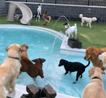 Home - The Pooch Pitt