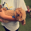 Home - The Pooch Pitt