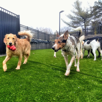 Home - The Pooch Pitt